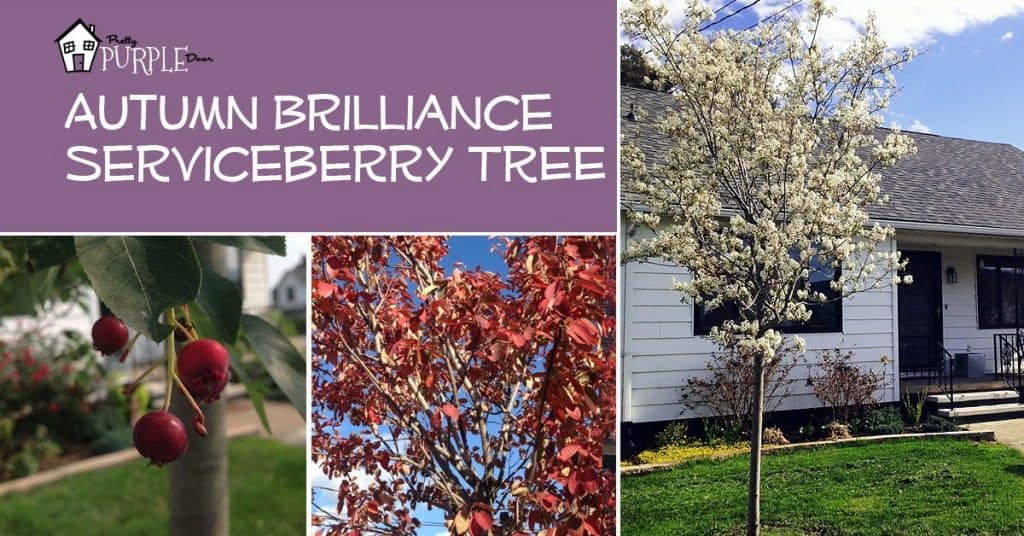 Autumn Brilliance Serviceberry: a Tree for all Seasons
