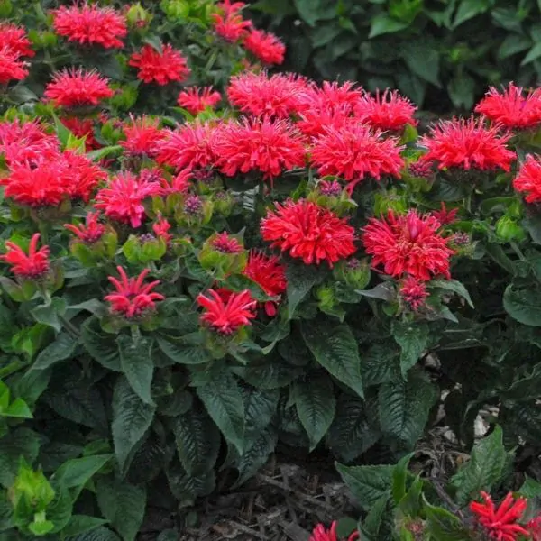 46 Red Garden Flowers (with Bloom Times & Where to Buy)