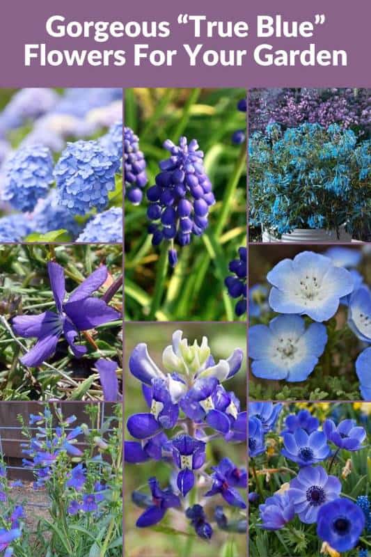 28 True Blue Flowers For Your Home Garden (with Bloom Times)