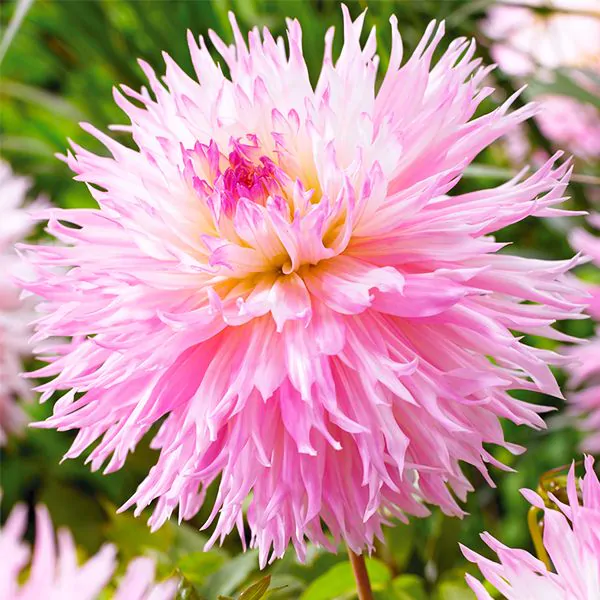 30 Pretty Pink Flowers to Beautify Home Gardens (with Bloom Times)