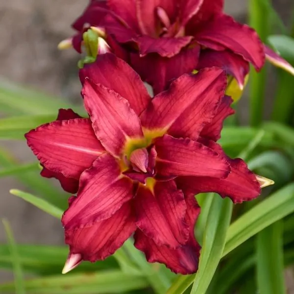46 Red Garden Flowers (with Bloom Times & Where to Buy)
