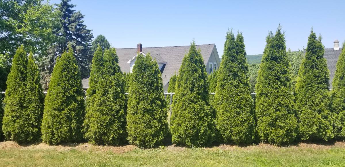 Narrow Evergreen Trees For Year-Round Privacy In Small Yards