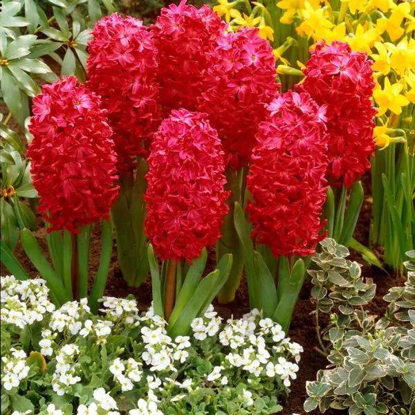 46 Red Garden Flowers (with Bloom Times & Where to Buy)