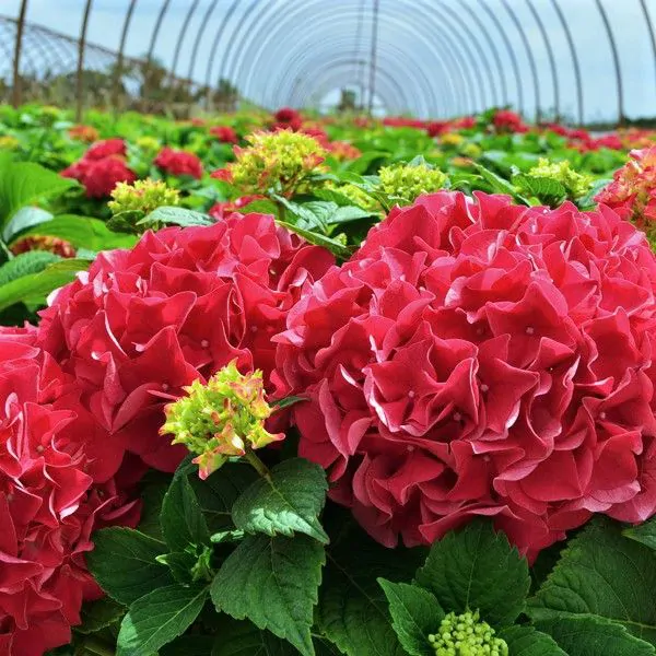 46 Red Garden Flowers (with Bloom Times & Where to Buy)