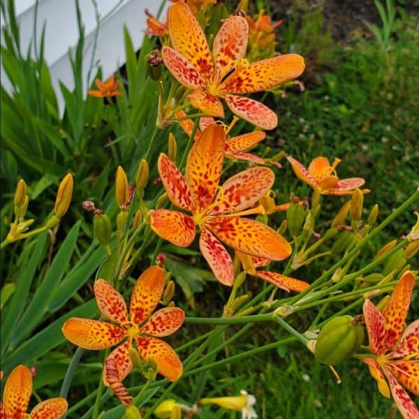 25 Vibrant Orange Flowers for Home Gardens (with Bloom Times)