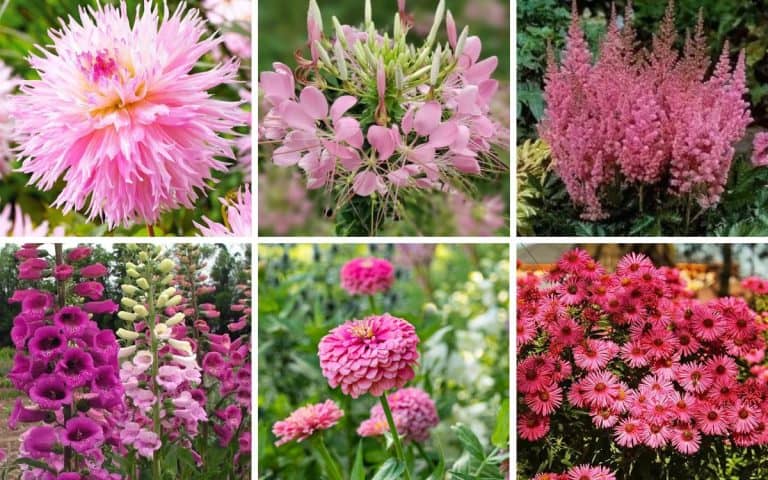 Top Flowers for your Garden (Arranged by Color)