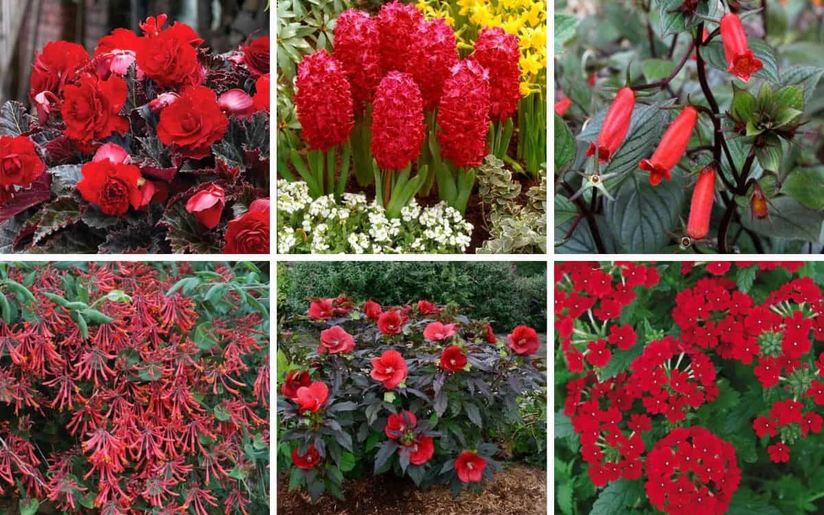 46 Red Garden Flowers (with Bloom Times & Where to Buy)