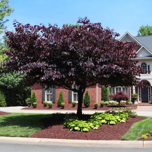 17 Gorgeous Trees with Pink Flowers (Perfect for Home Landscapes)