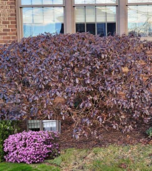 Red Fall Color: 14 Gorgeous Plant Picks for a Fiery Autumn Garden